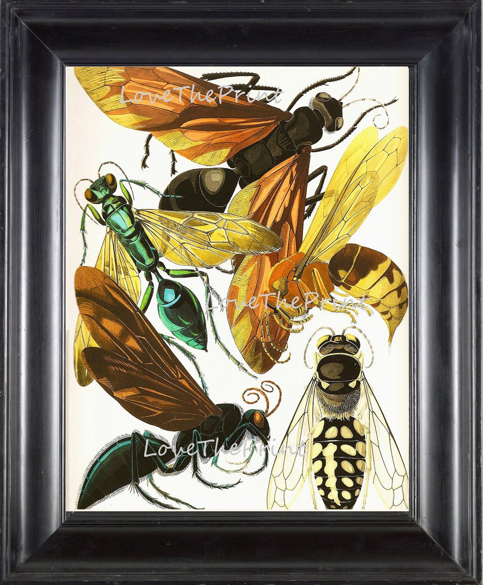 BEE PRINT Botanical Art Print 23 Beautiful Antique Bees Yellow - Etsy