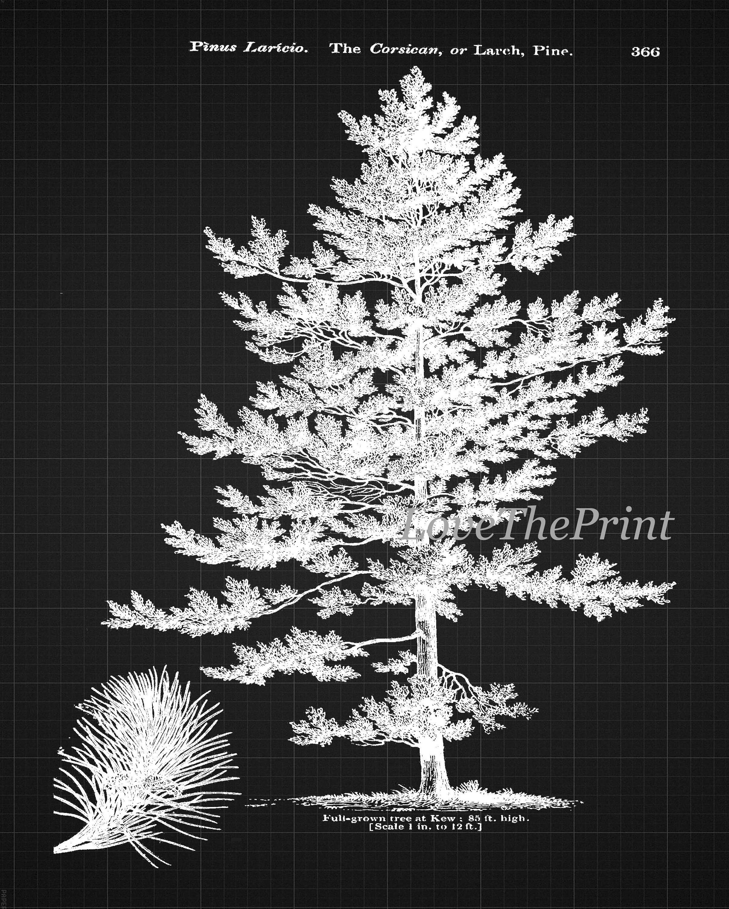 Pine Tree Art Print 14 Antique Beautiful Hemlock Spruce Fur | Etsy