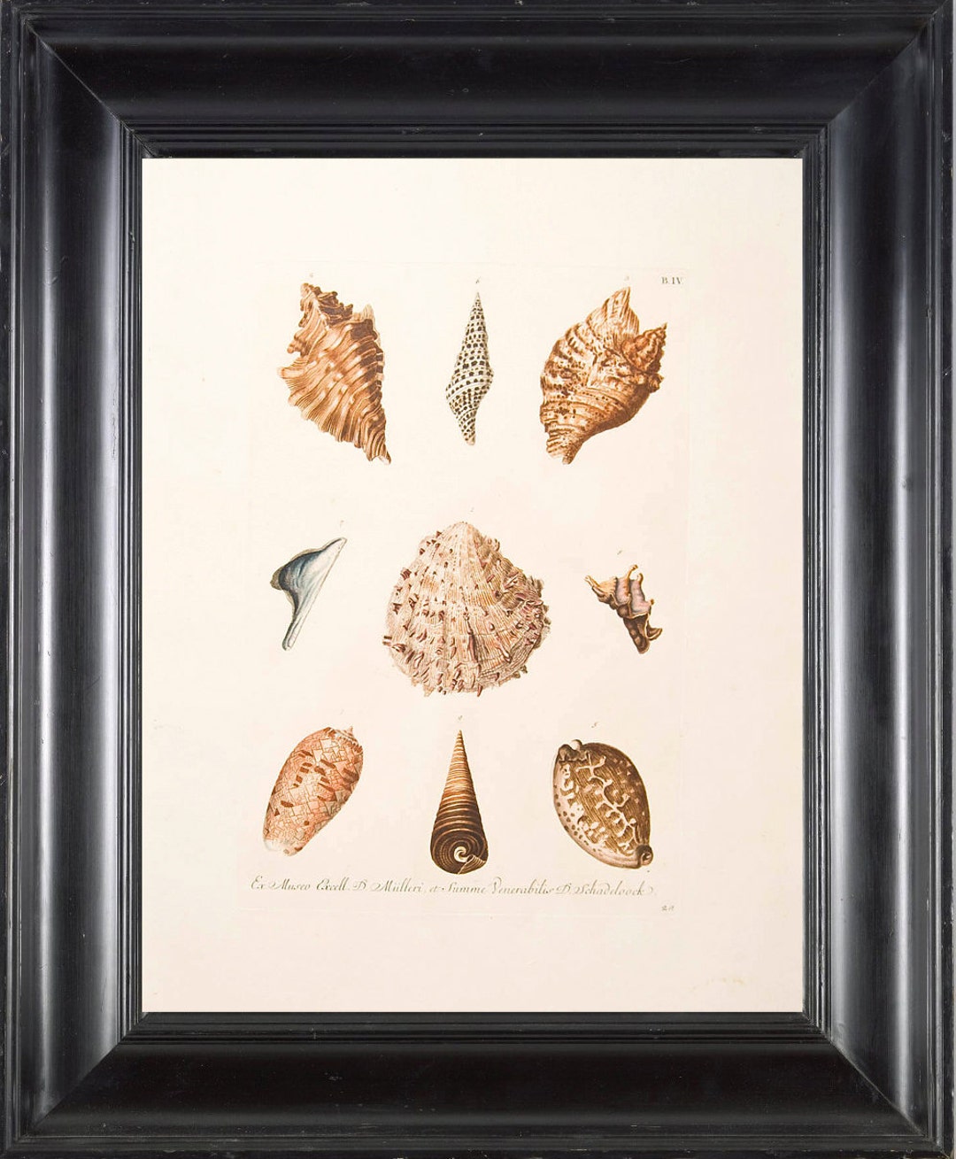 SHELL PRINT KNORR Art Print 4 Beautiful Antique Shells to Frame Marine ...