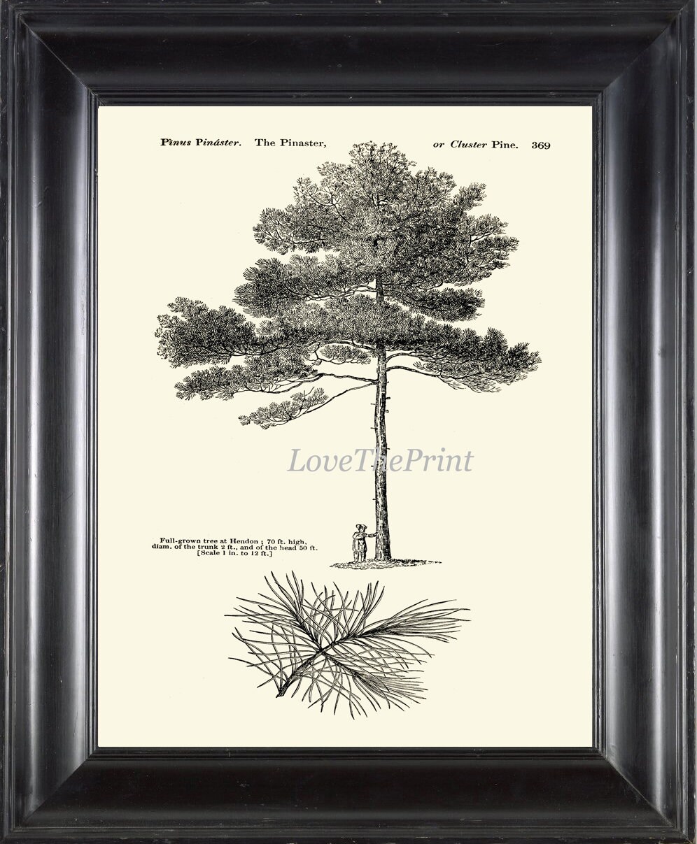 Pine Tree Art Print 3 Antique Beautiful Cluster Pine Pine Cone | Etsy