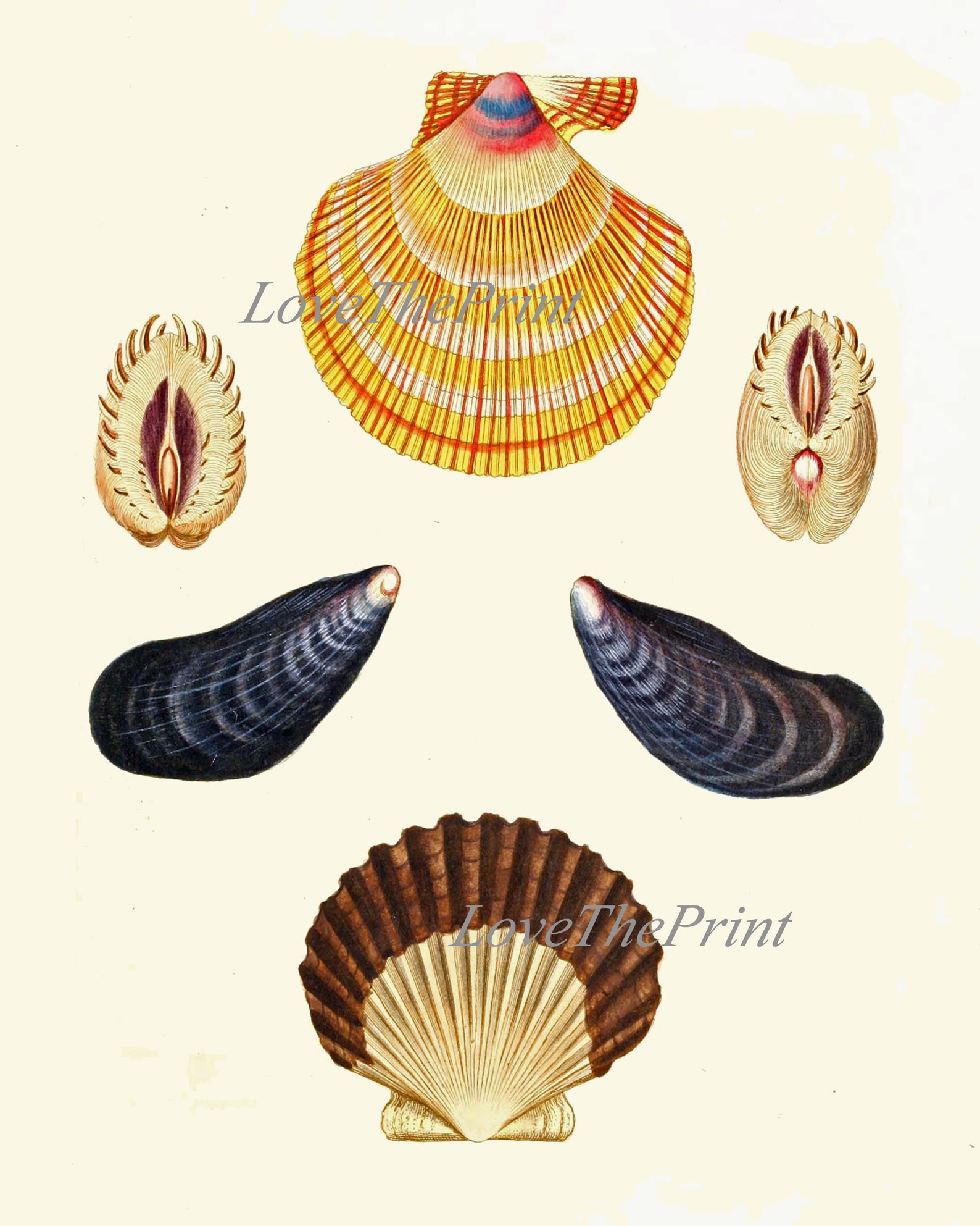 Sea Shells Print Set of 3 Wall Art Prints Antique Beautiful - Etsy