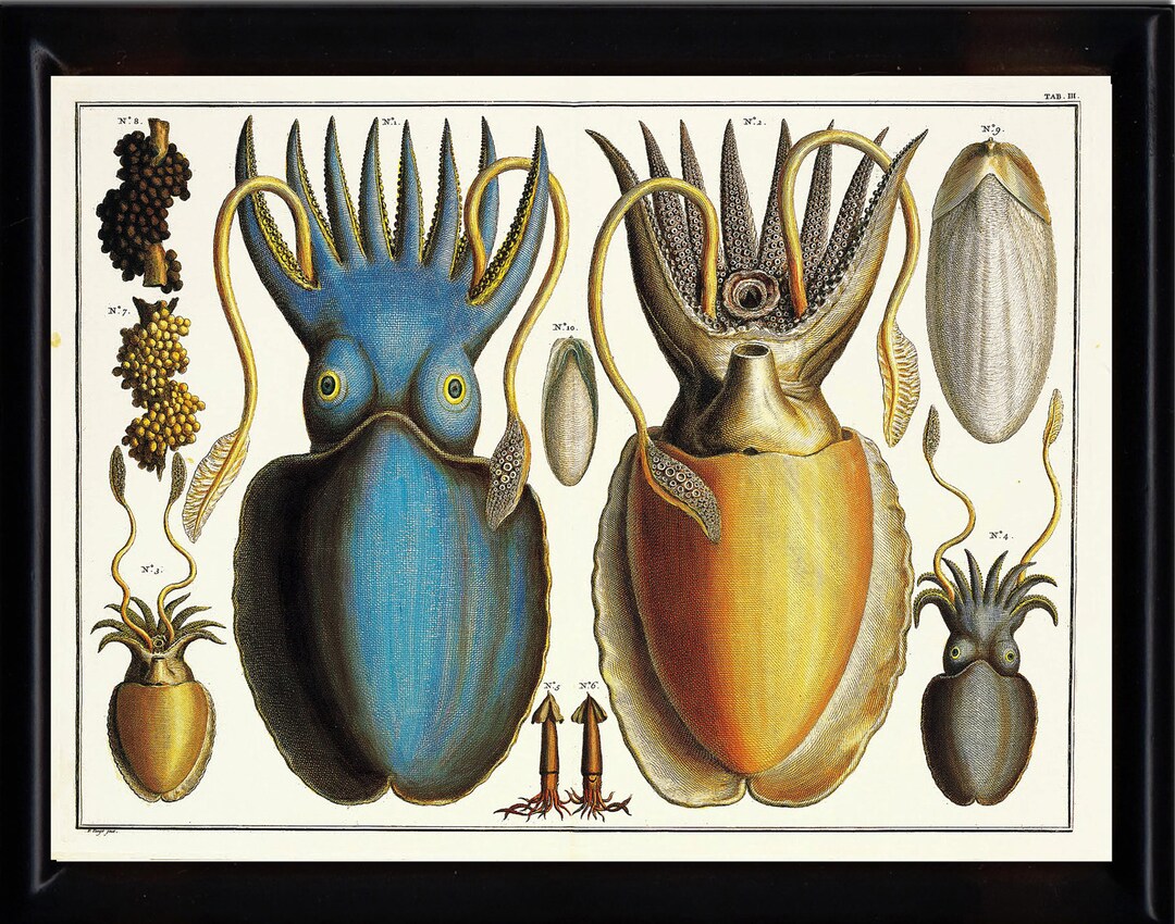 SQUID PRINT KNORR Art Print 1 Marine Beautiful Antique Squid Blue ...
