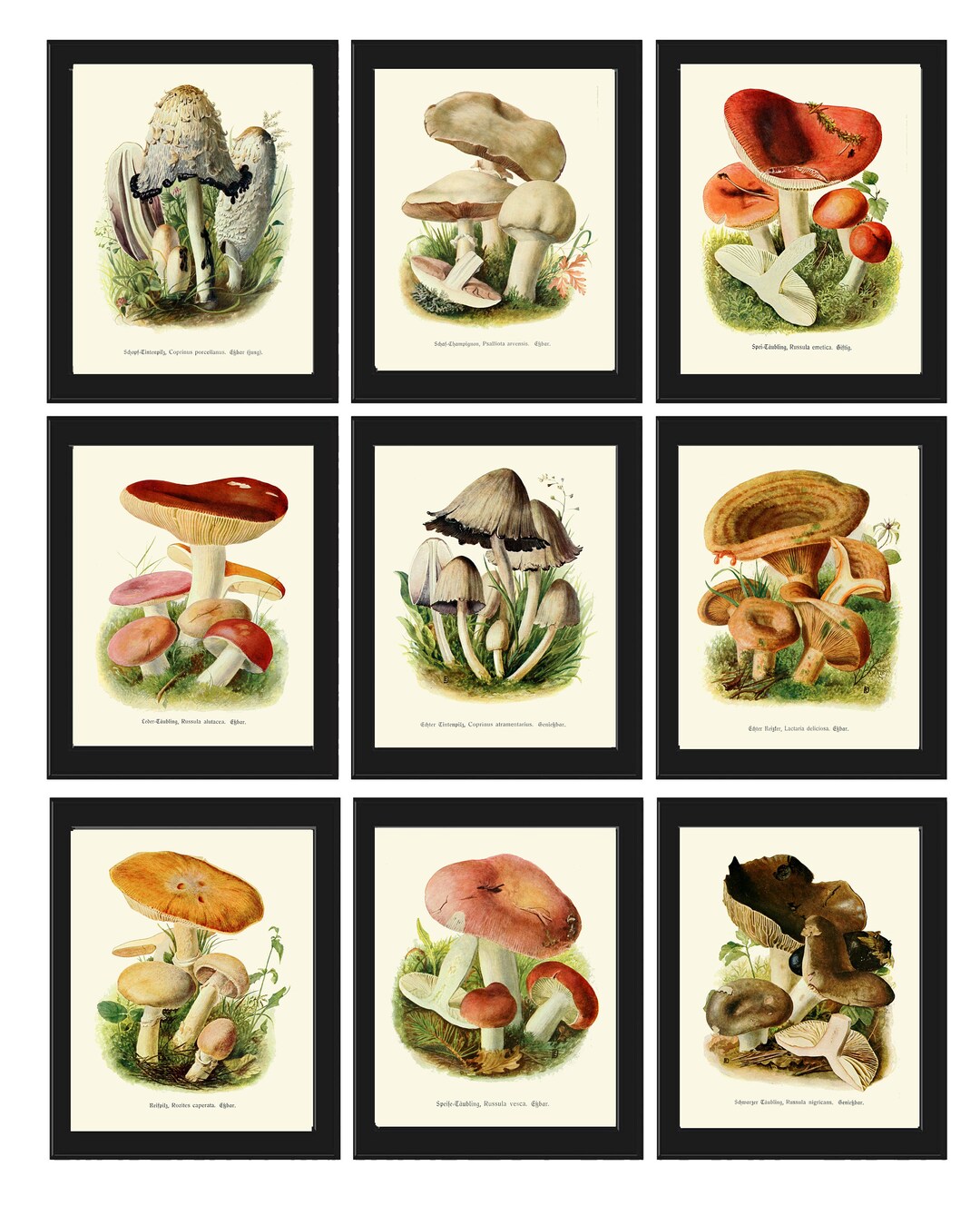 Mushrooms Print SET of 9 Art Prints Beautiful Botanical Antique White ...