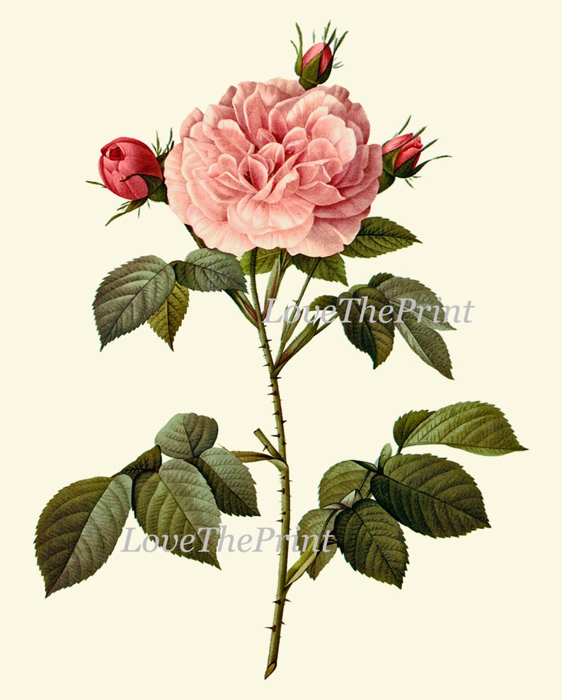 Botanical Print Set of 4 Art Redoute Antique Beautiful Flowers | Etsy