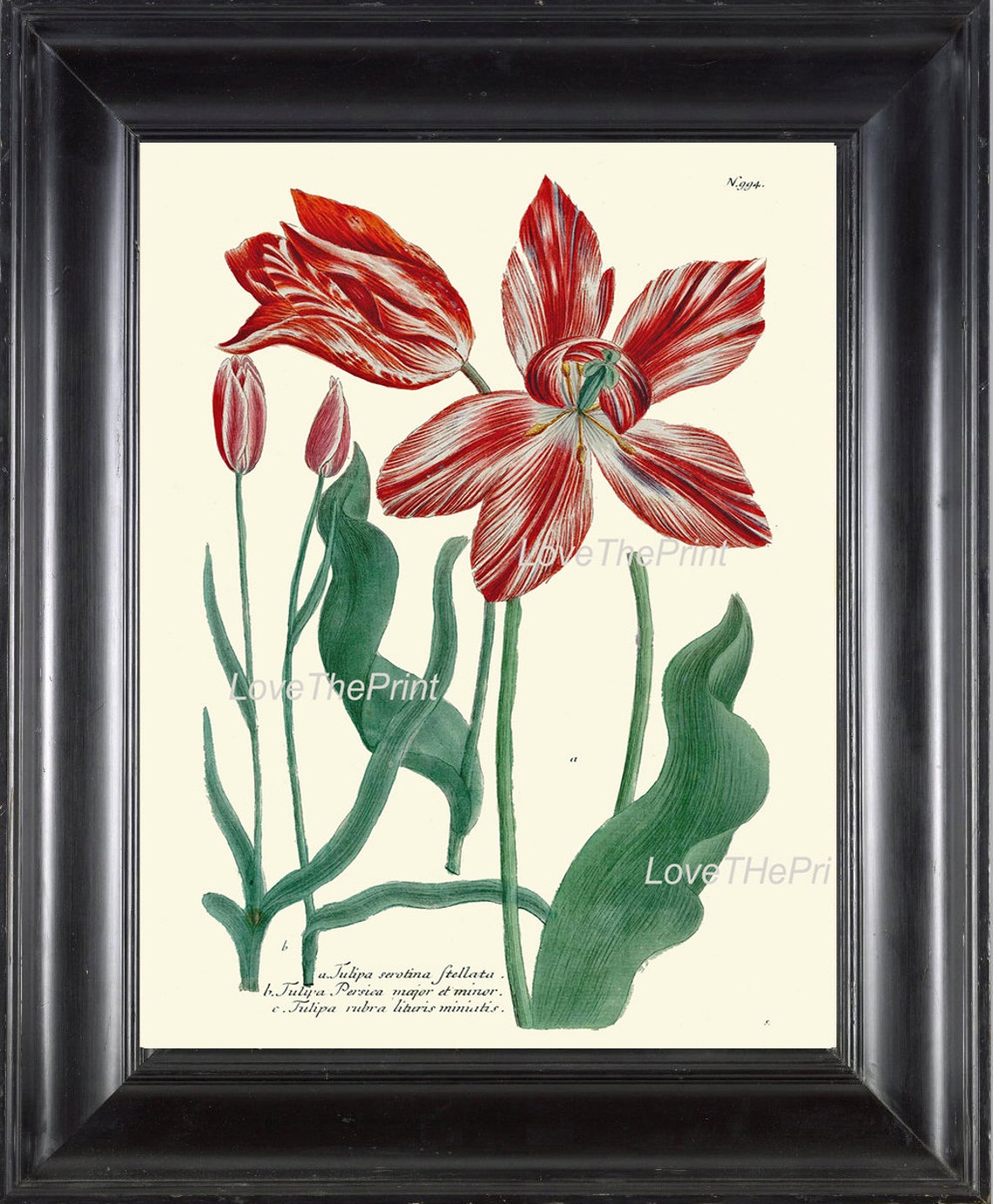 BOTANICAL PRINT Flower Botanical Art Print W15 Beautiful Red | Etsy