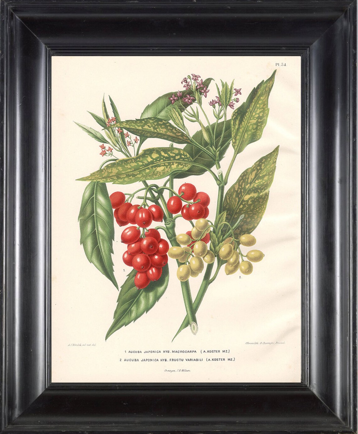 BOTANICAL PRINT Wendel Botanical Art Print 8 Beautiful Red - Etsy