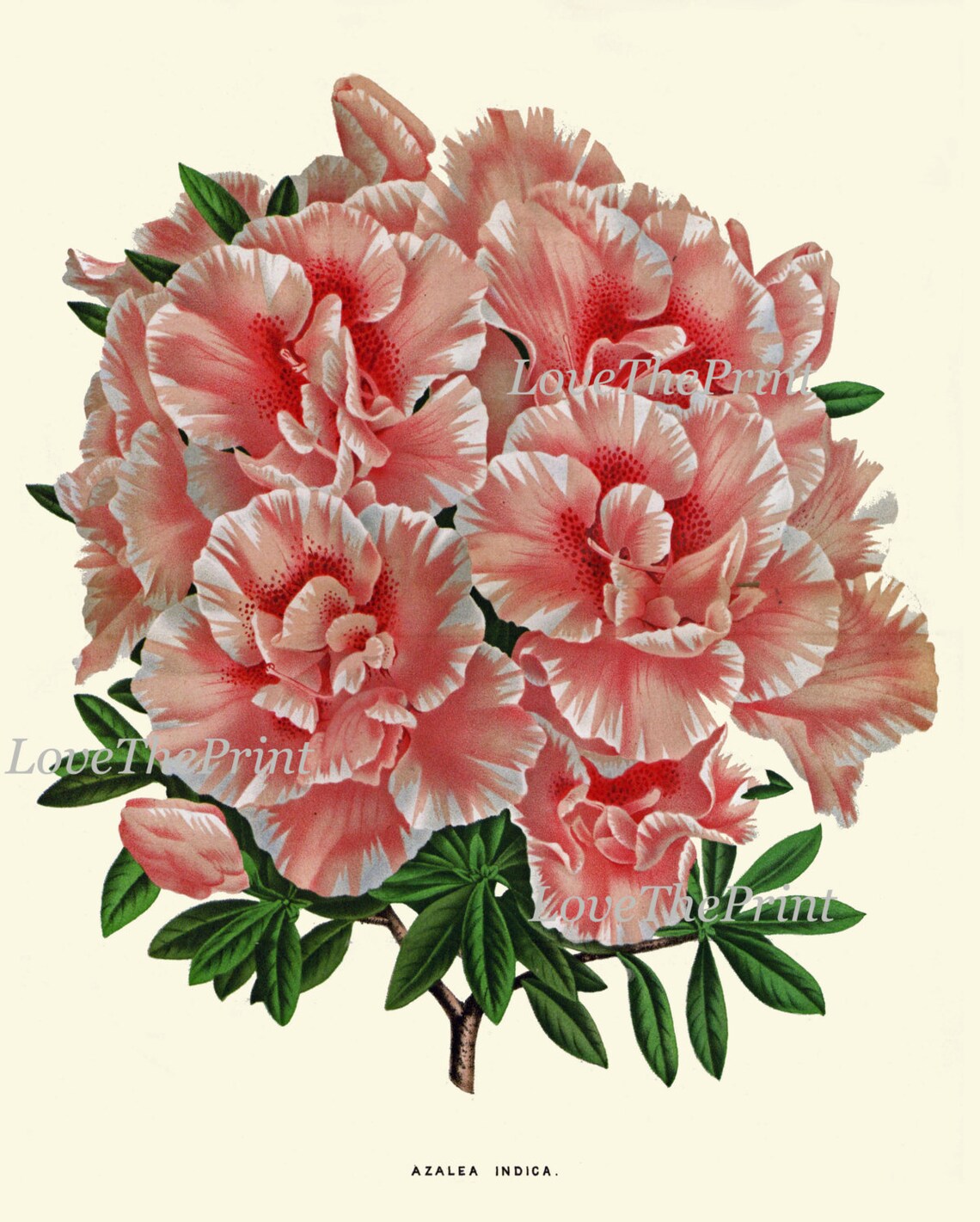 Antique Botanical Print Set of 6 Flowers Art Beautiful Large - Etsy