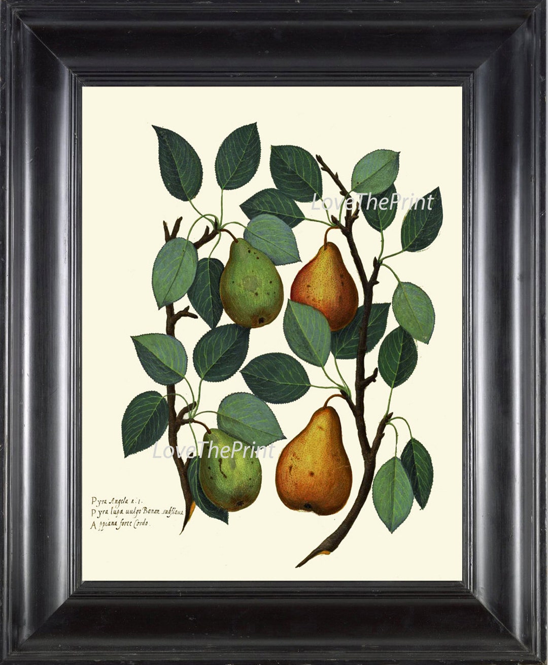 ITALIAN Fruit Print Aldrovandi Art 45 Antique Beautiful Green - Etsy