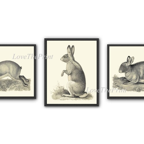 Rabbit Bunny Print Wall Art Set of 3 Beautiful Vintage - Etsy