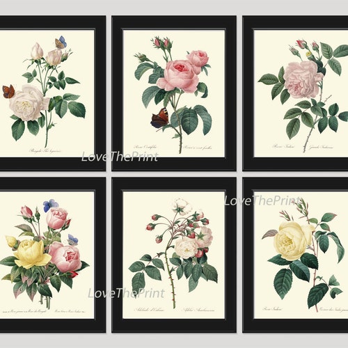 BOTANICAL Print SET of 12 Art Prints Redoute Beautiful French - Etsy