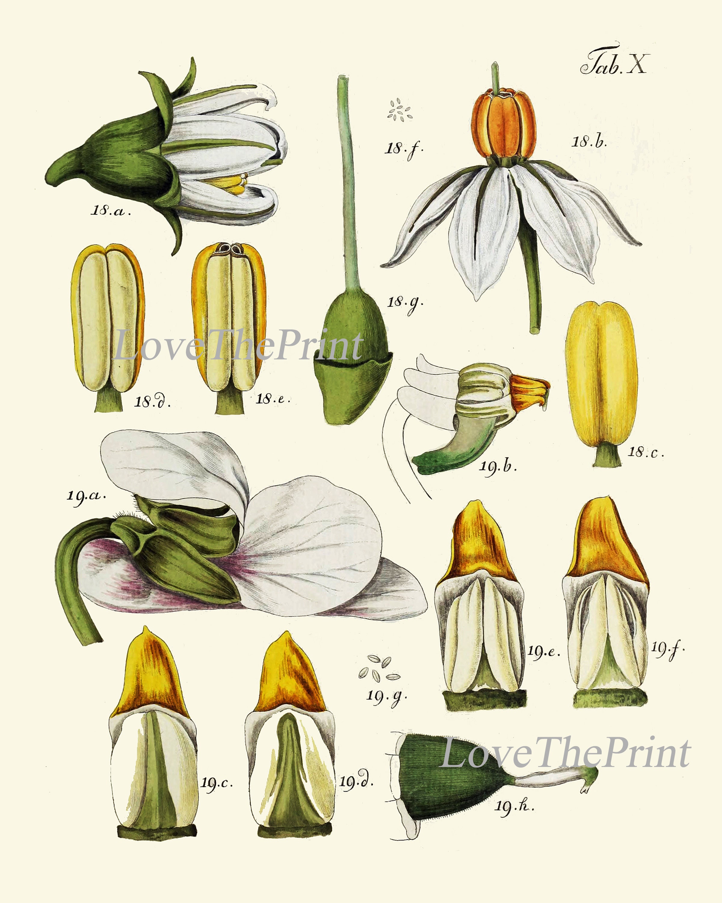 White Flower Chart Botanical Print Set of 4 Prints Beautiful - Etsy