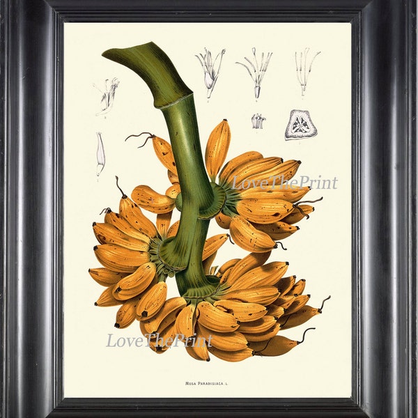 Banana Print - Etsy