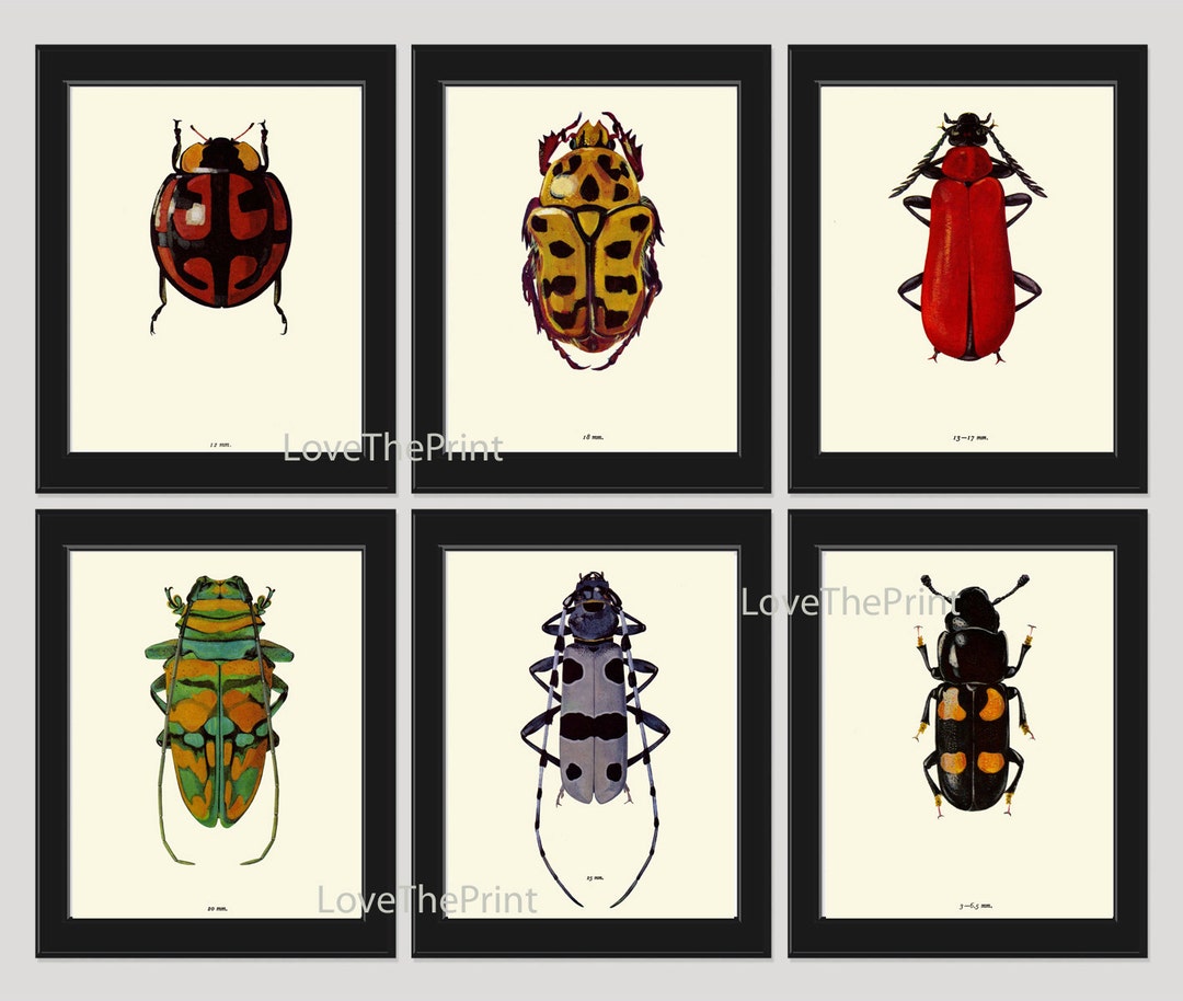 Beetle Print SET of 6 Art Print Antique Beetles Ladybug Illustration ...