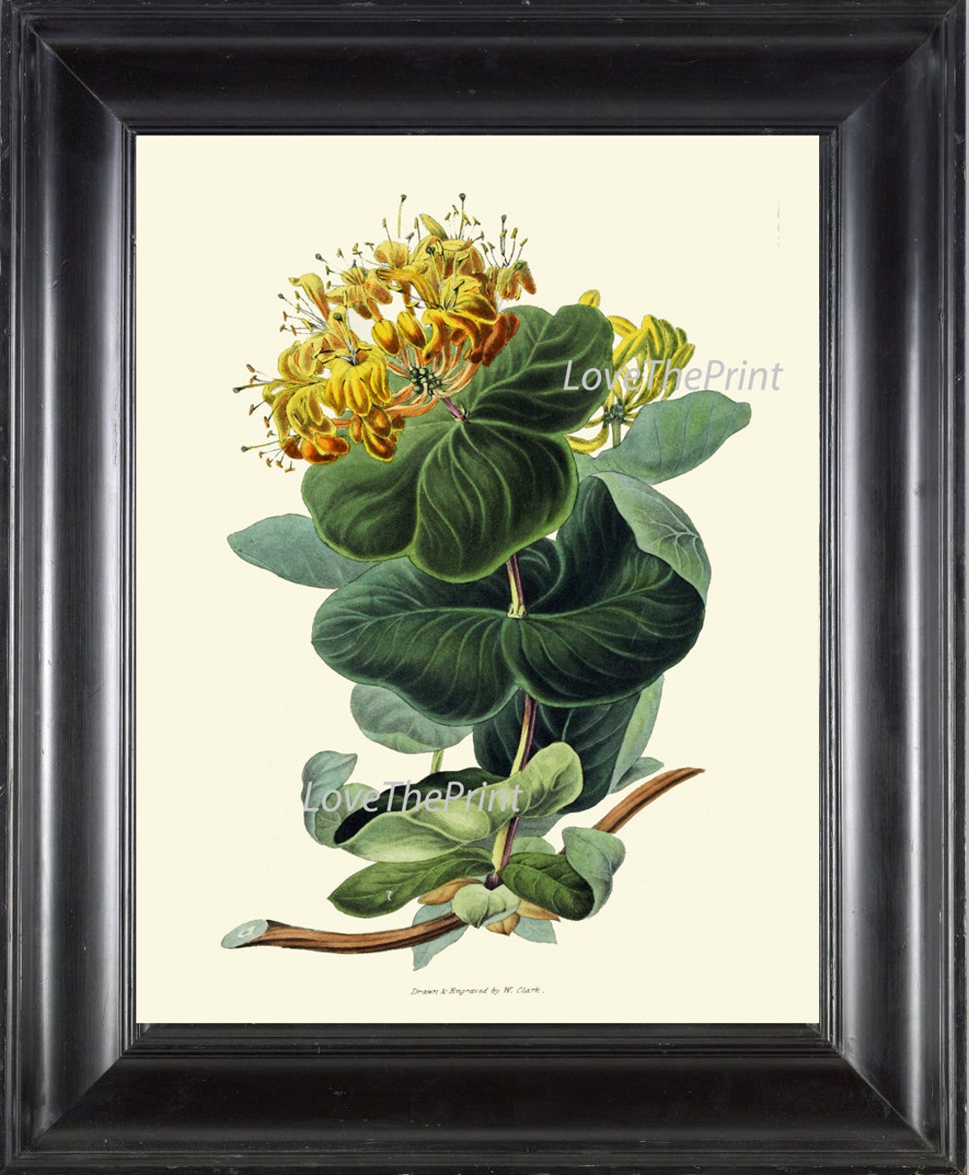 BOTANICAL Flower PRINT Clarke Art Print 47 Beautiful Yellow - Etsy