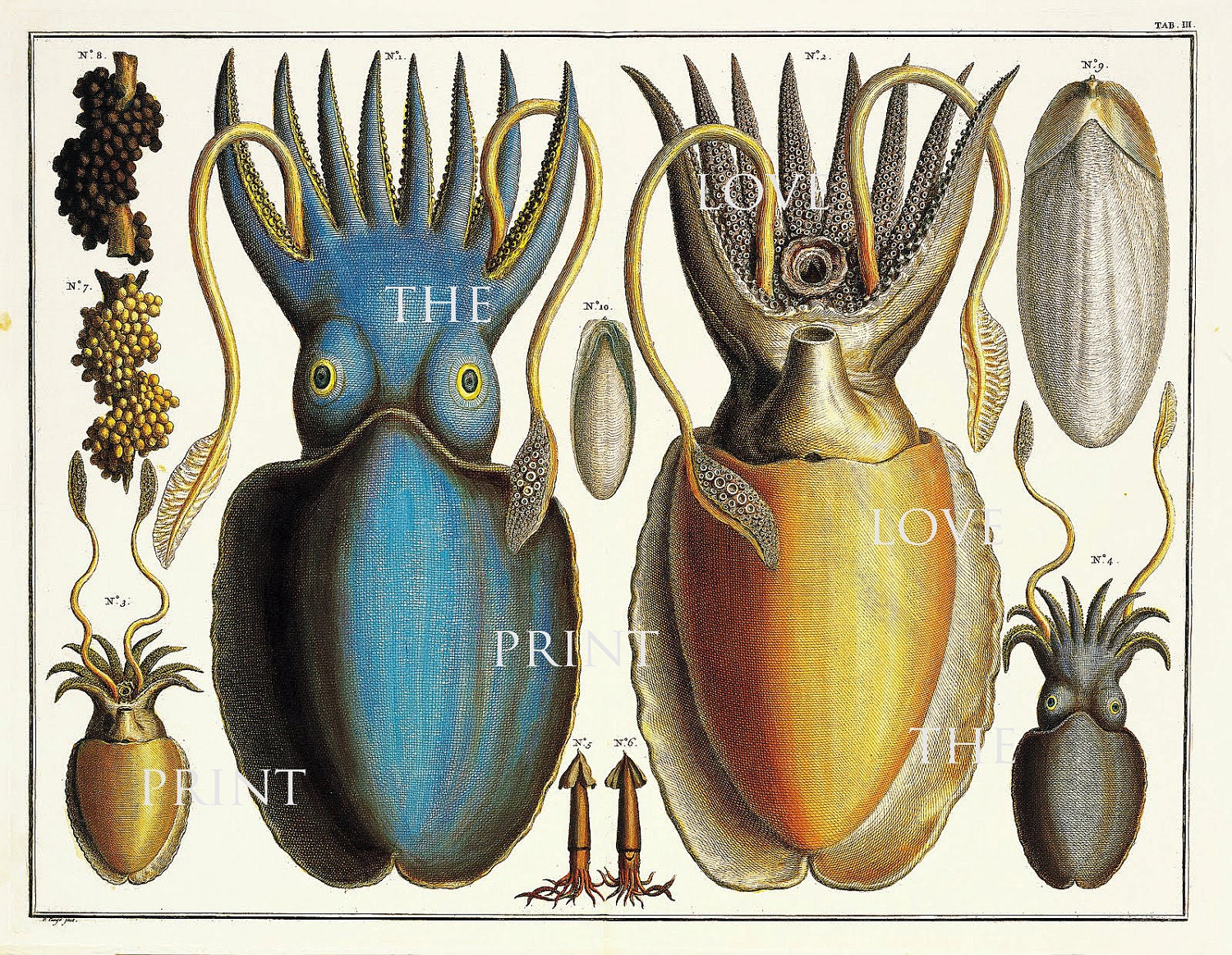 SQUID PRINT KNORR Art Print 1 Marine Beautiful Antique Squid - Etsy