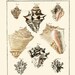 SHELL PRINT MARTINI Art Print 19 Beautiful Antique Murices - Etsy