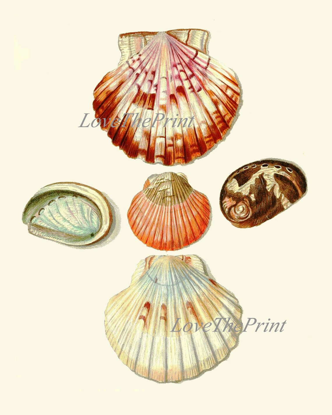 Shell Print Set of 16 Art Prints Antique Beautiful Colorful | Etsy