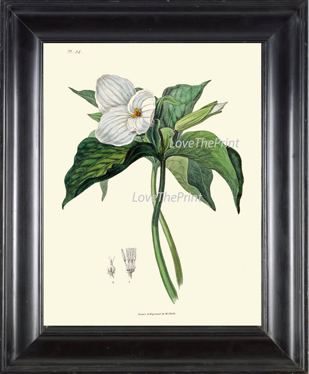Trillium Botanical Illustration