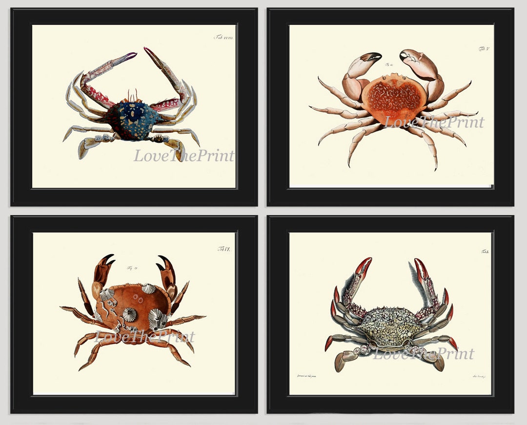 Crab Print SET of 4 Art Beautiful Antique Vintage Illustration Sea ...