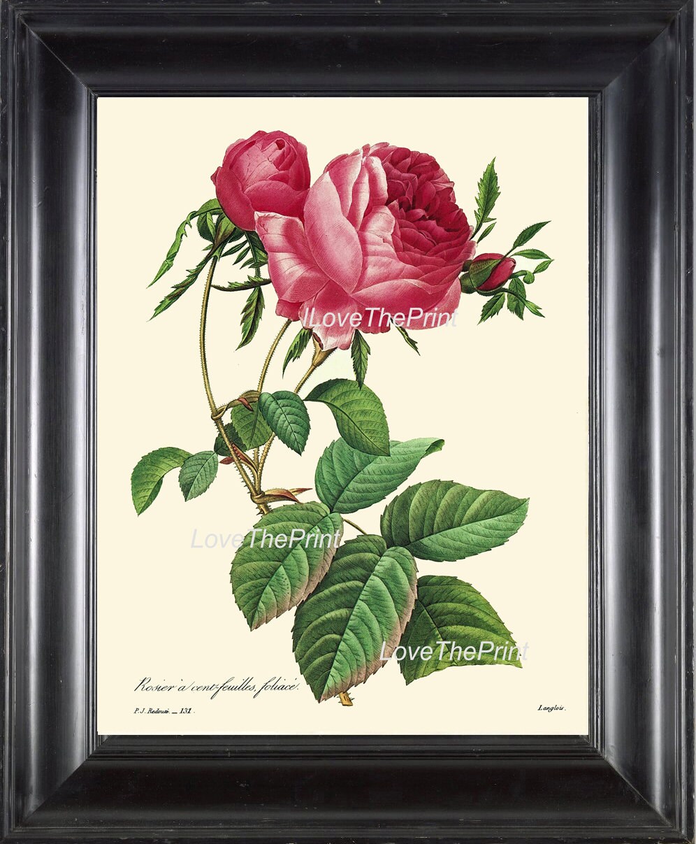 BOTANICAL PRINT Redoute Flower Botanical Art Print 23 - Etsy
