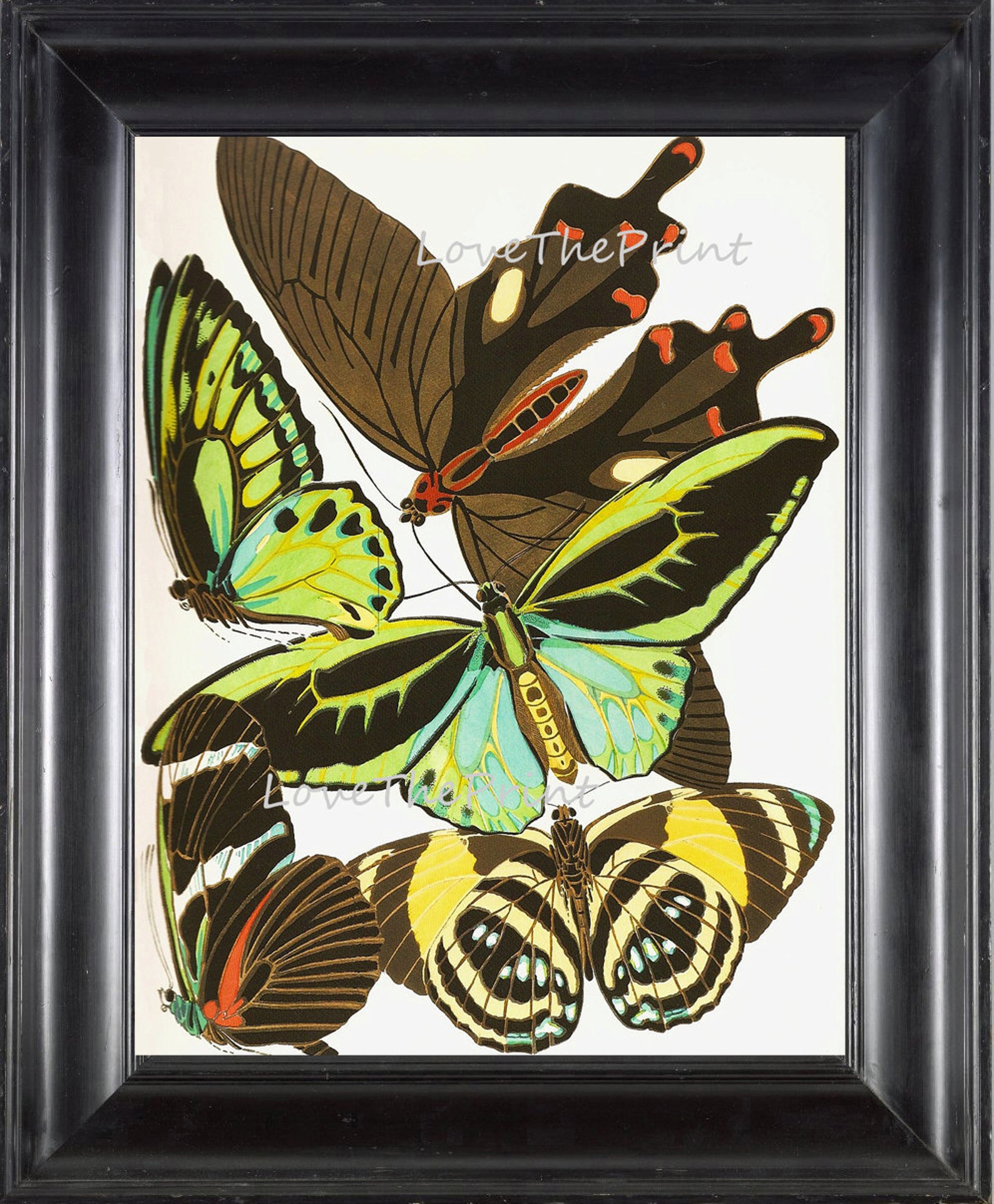 BUTTERFLY PRINT Botanical Art Print 13 Beautiful Antique Blue | Etsy