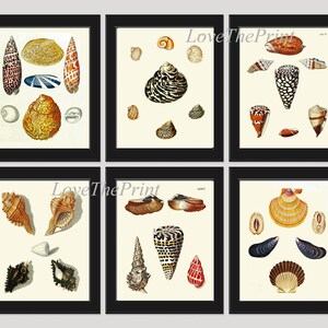 Seashell Print Set of 6 Prints Beautiful Antique Wall Art Bathroom ...