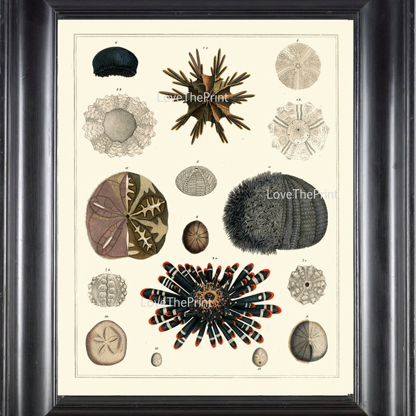 Sea Urchin Art Print - Etsy