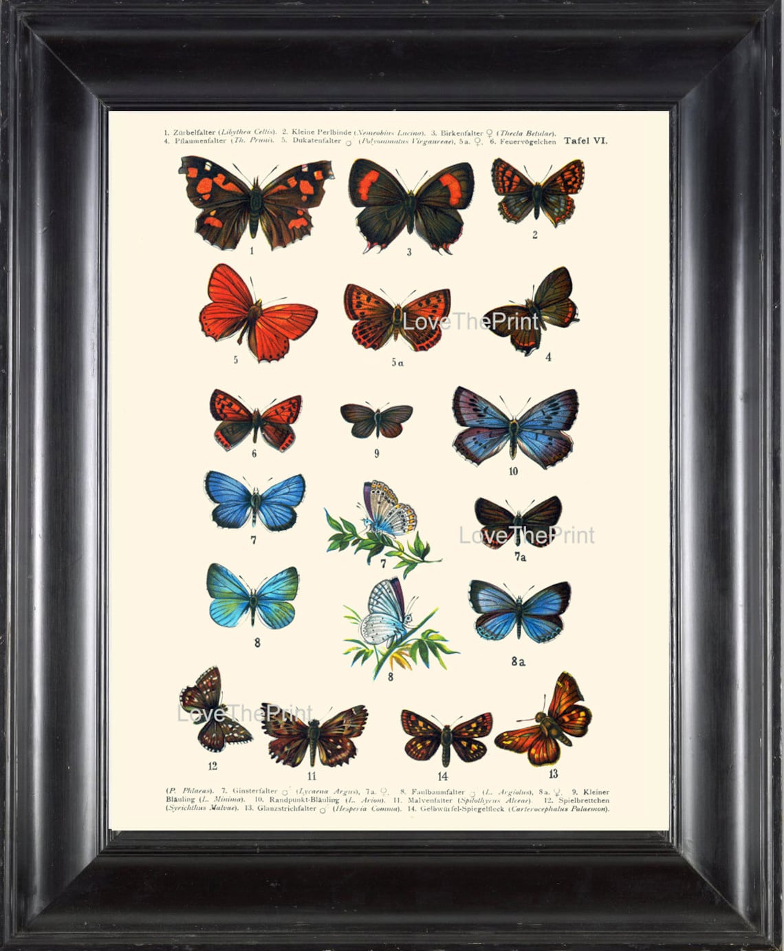 EUROPEAN BUTTERFLY PRINT Botanical Art Print 6 Beautiful Blue | Etsy
