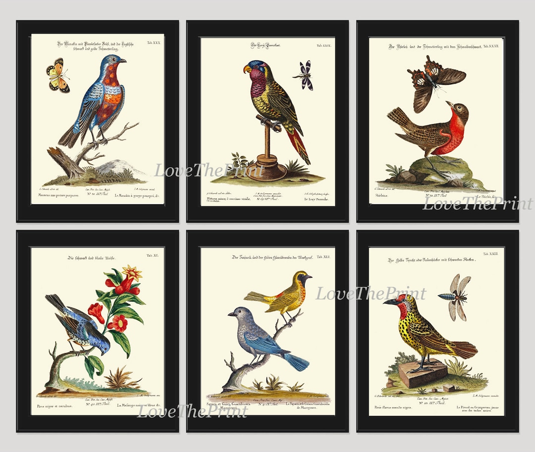 Vintage Birds Wall Art Print Set of 6 Antique Beautiful Blue Red ...