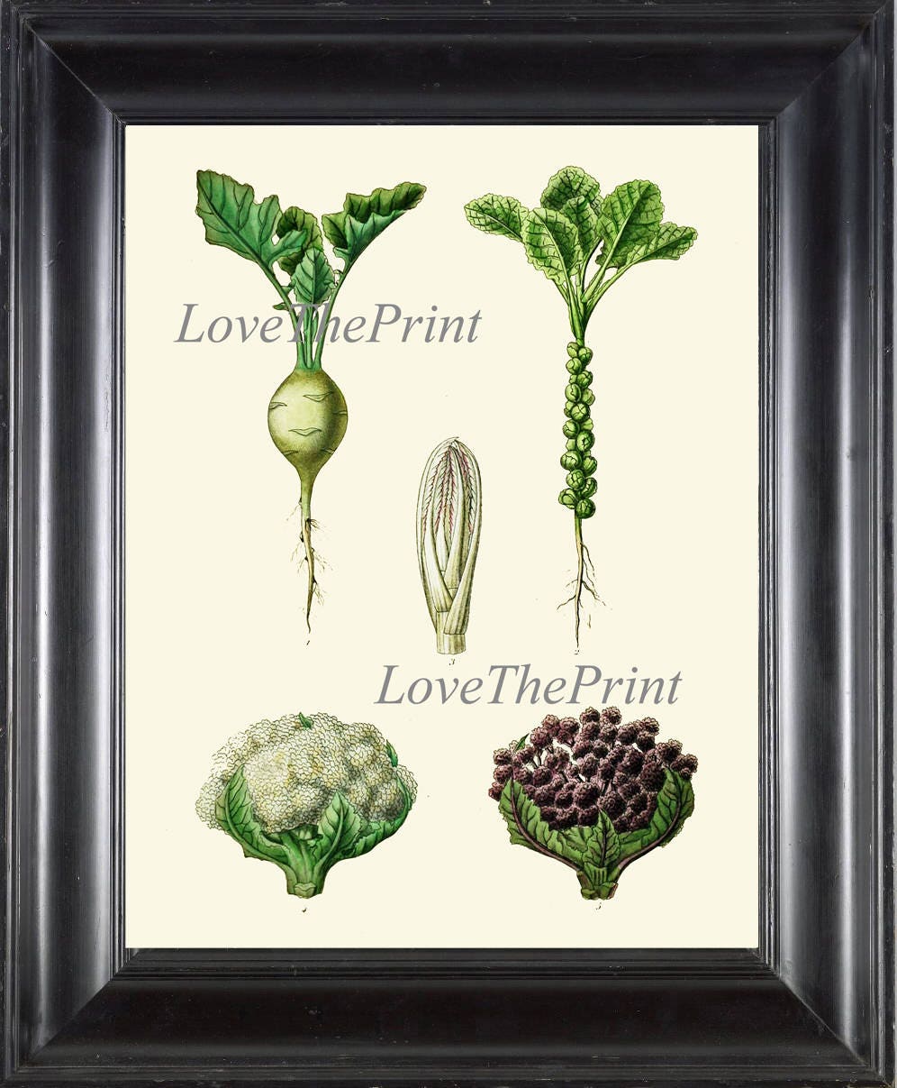 Herb Vegetable Garden Art Print HJ10 Botanical Antique | Etsy