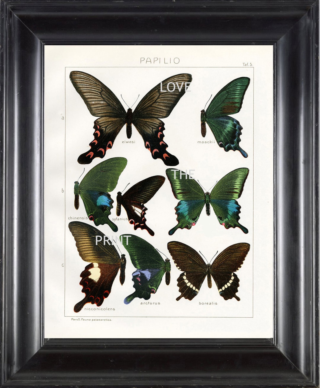 BUTTERFLY PRINT SEITZ Art Print 4 Beautiful Antique Butterflies ...