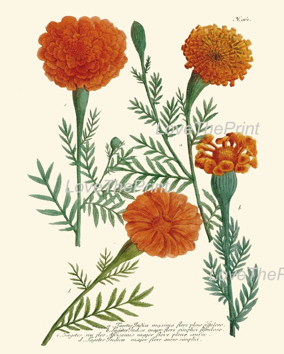 Marigold Botanical Illustration