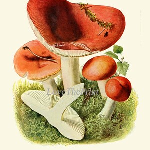Mushrooms Print SET of 9 Art Prints Beautiful Botanical Antique White ...