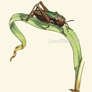 Locust Print Wall Art CL17 Beautiful Insect Antique Vintage ...