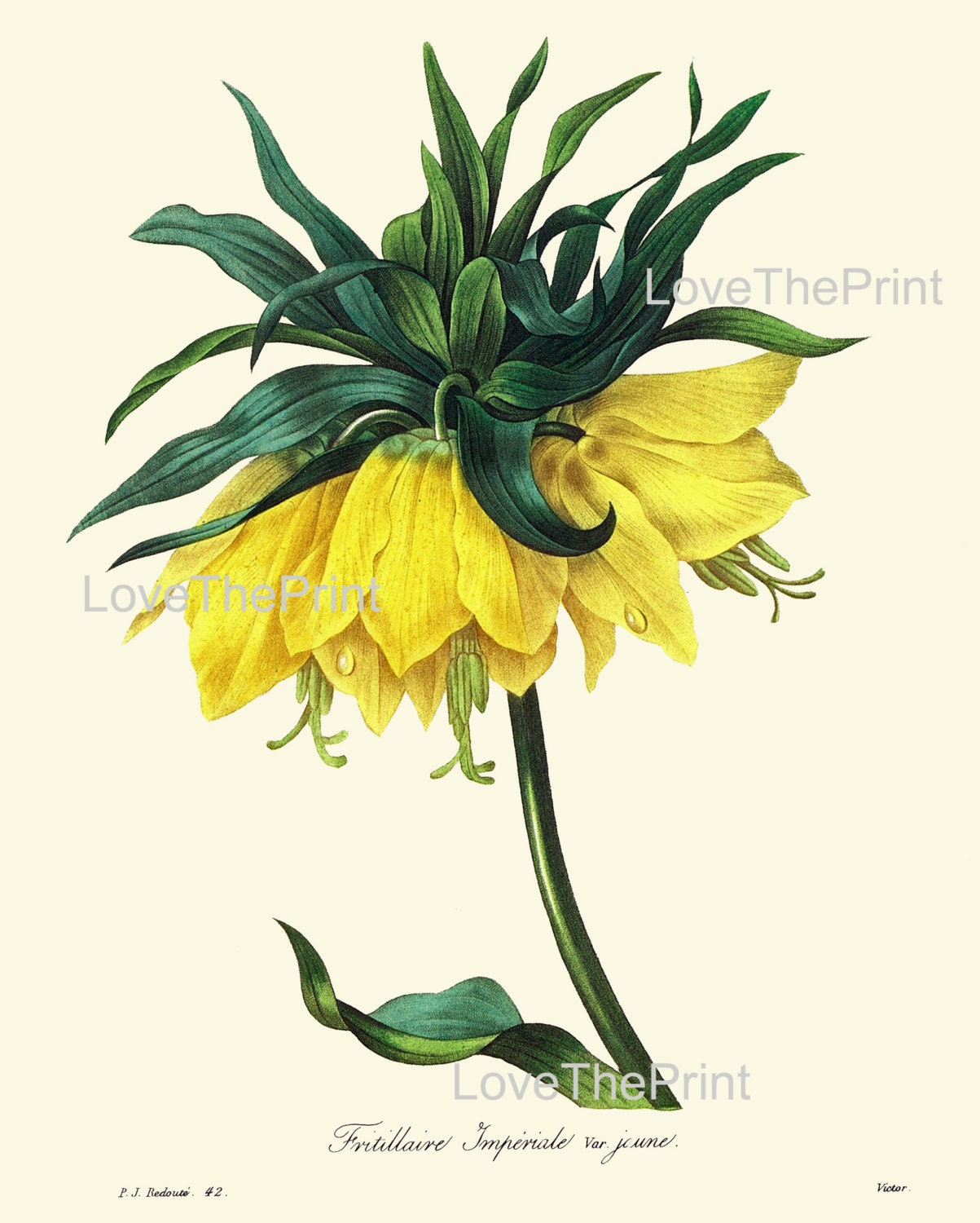 Botanical Tropical Flower Art Print SET of 6 Art Prints Joseph | Etsy