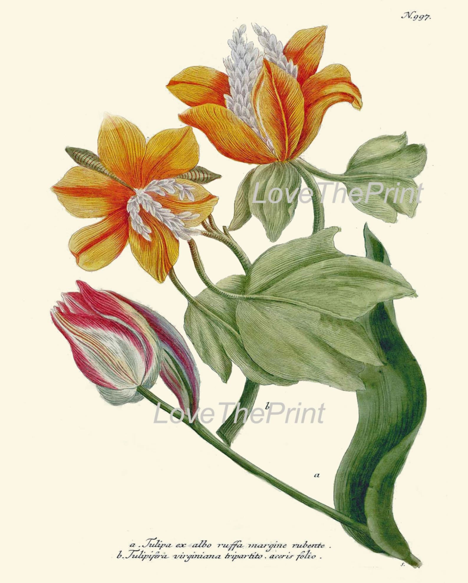 BOTANICAL PRINT Art Print W5 Beautiful Antique Tulip Flowers | Etsy