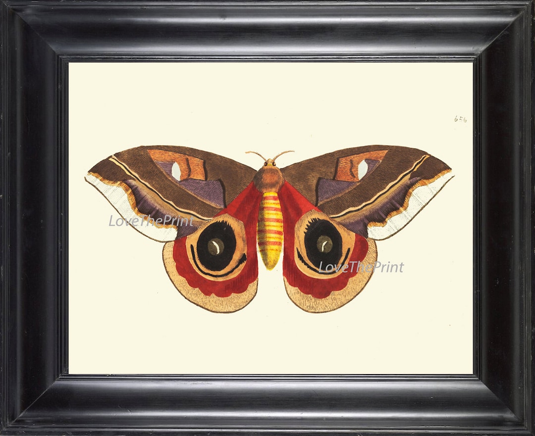BUTTERFLY PRINT Botanical Art Print NOD470 Beautiful Orange Antique ...
