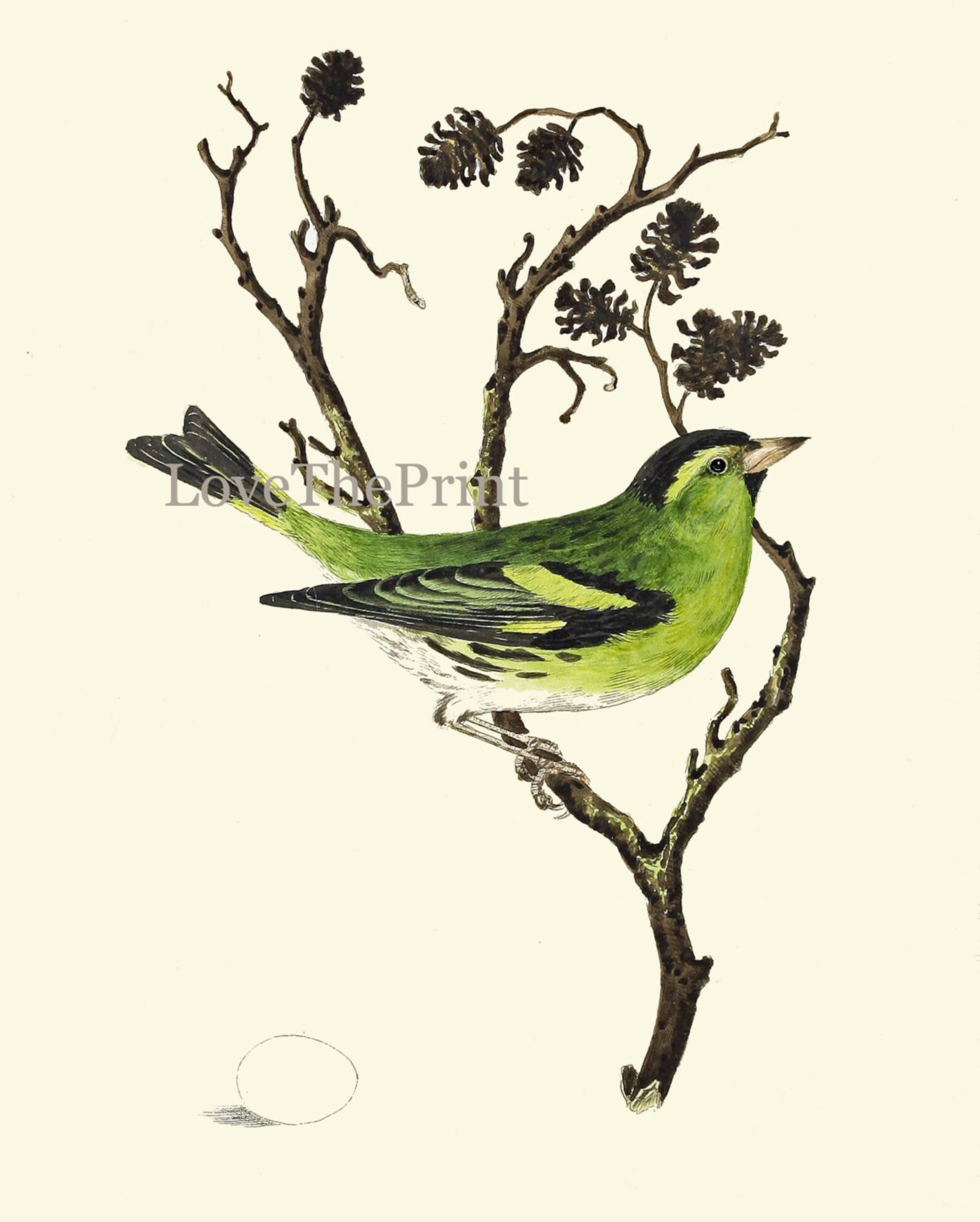 Beautiful Bird Egg Print Art 8 Beautiful Songbird Green Tree | Etsy