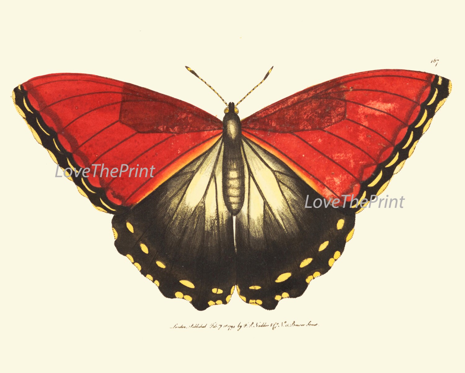 BUTTERFLY PRINT Botanical Art Print NOD175 Beautiful Red | Etsy