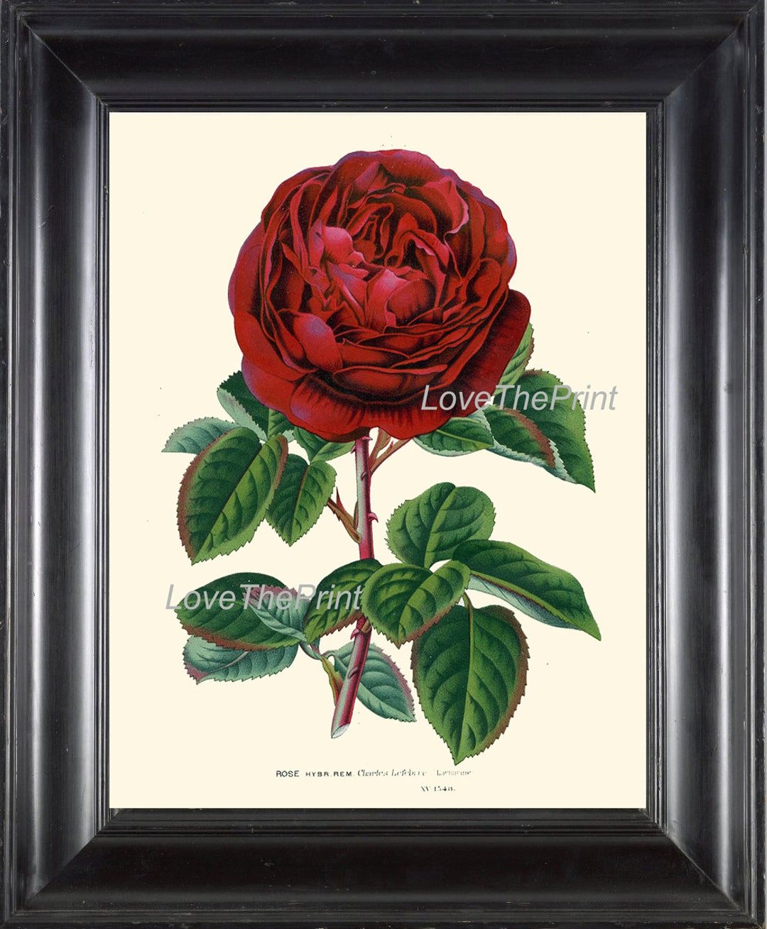 BOTANICAL PRINT HOUTTE Art 133 Beautiful Large Red Rose Charles ...