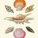 Shell Print Set of 16 Art Prints Antique Beautiful Colorful - Etsy
