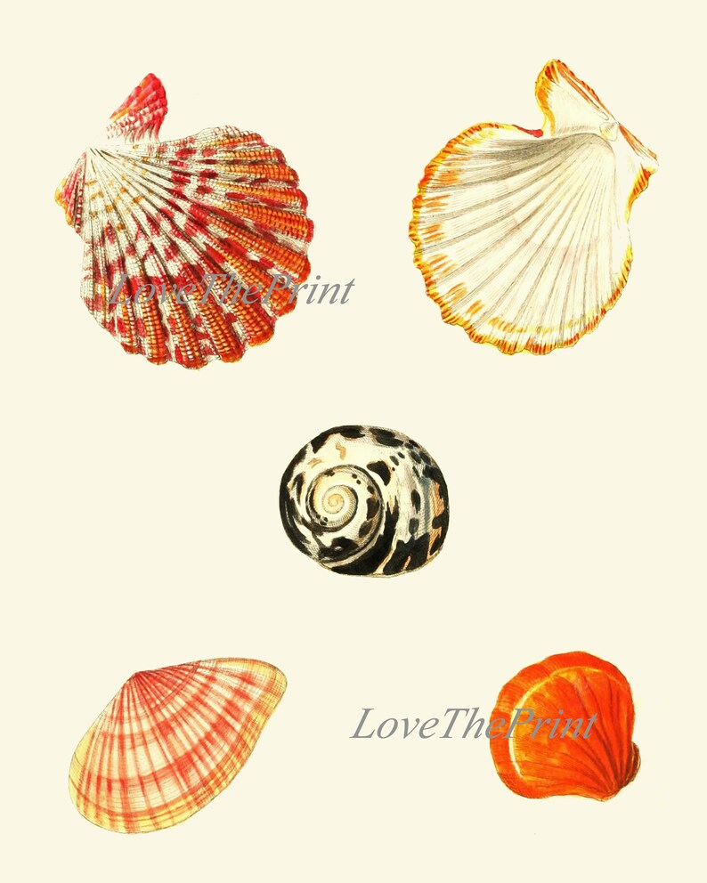 Red Seashells Wall Art Print Set of 9 Beautiful Sea Shell | Etsy