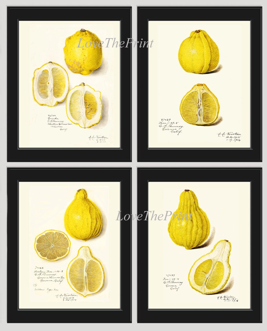 Lemon Kitchen Dining Room Wall Art Print Set of 4 Prints | Etsy