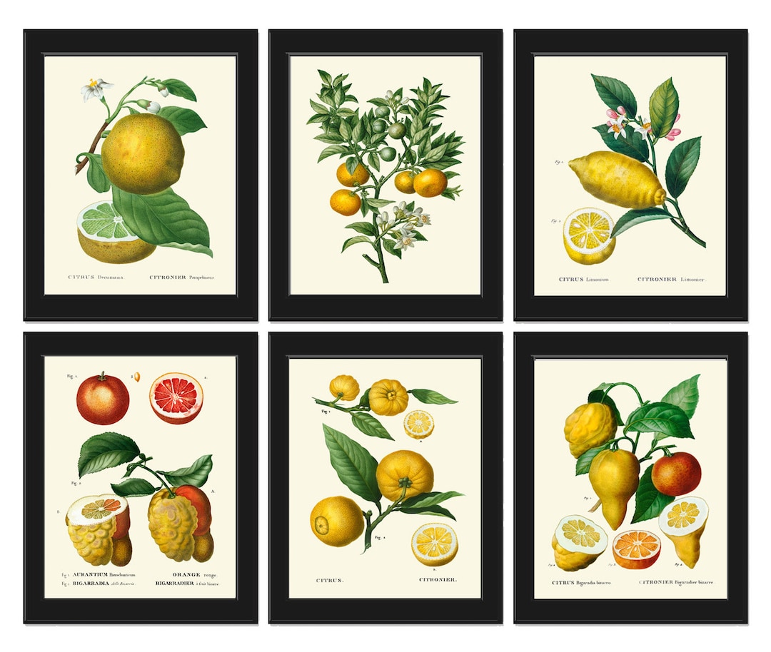 Citrons Citrus Wall Art BOTANICAL Fruit Print SET of 6 Antique vintage ...