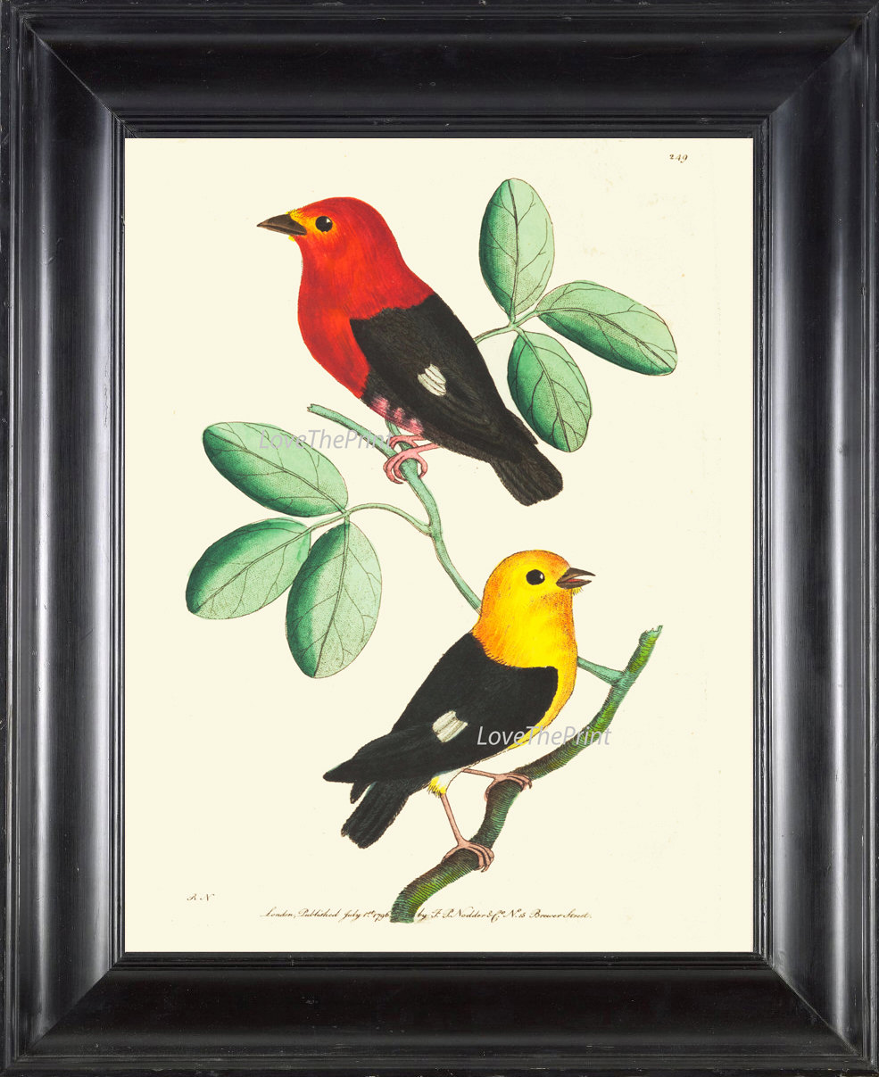 Bird Print Art NOD232 Beautiful Antique Red Yellow Songbirds - Etsy