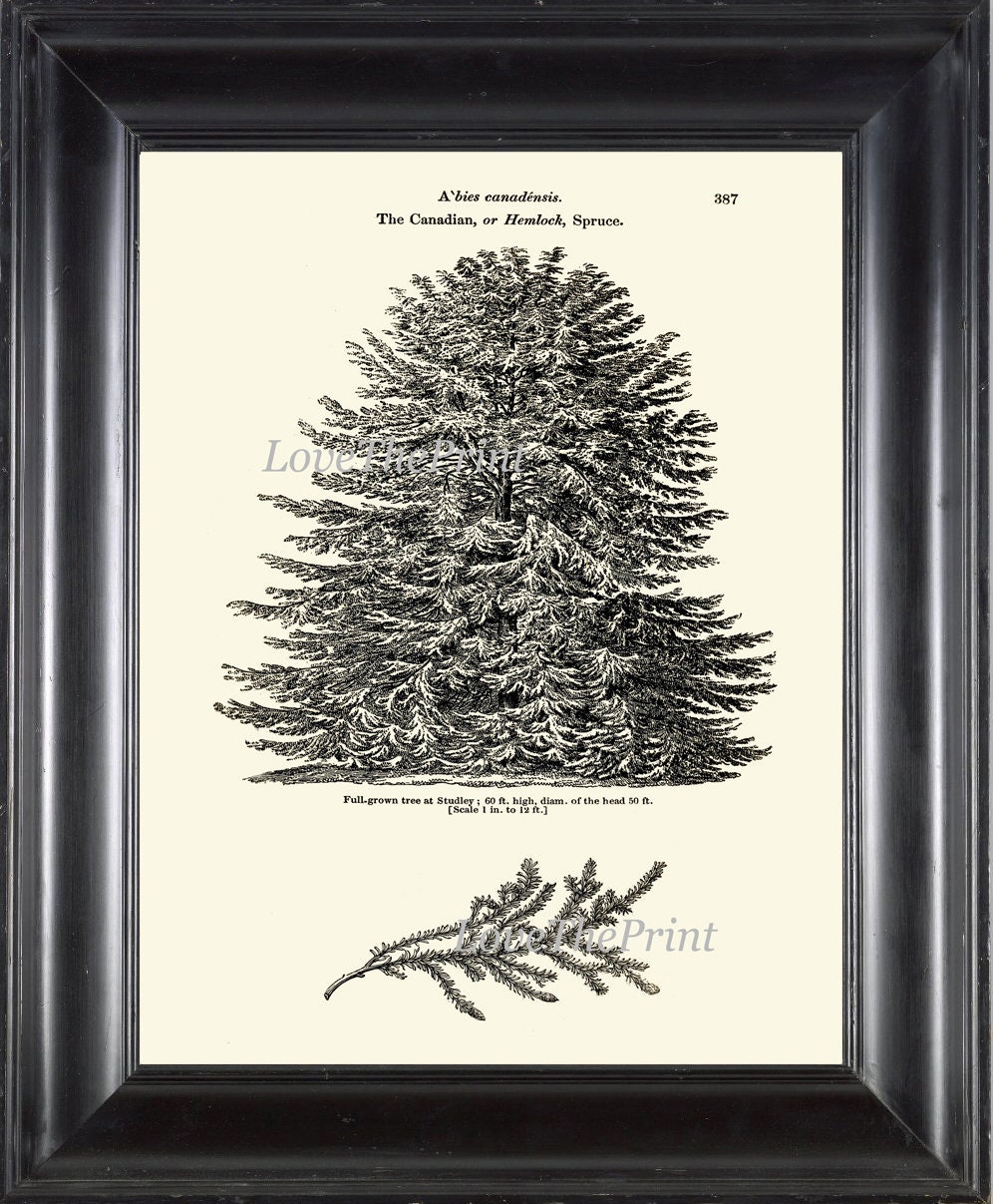 Pine Tree Art Print 14 Antique Beautiful Hemlock Spruce Fur | Etsy