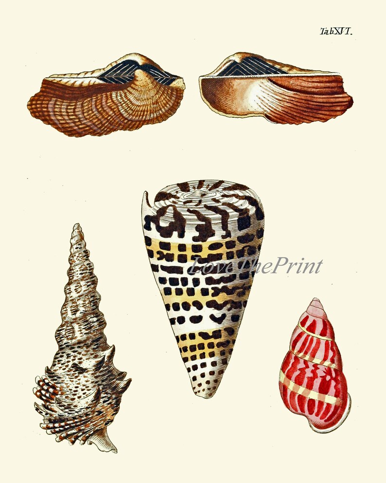 Shell Print Set of 16 Art Prints Antique Beautiful Colorful | Etsy