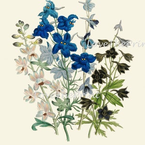 BOTANICAL PRINT Loudon Flower Botanical Art Print 63 Beautiful Blue ...