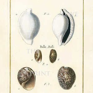 SHELL PRINT LAMARCK Art Print 6 Beautiful Antique Ovule Shells Sea ...