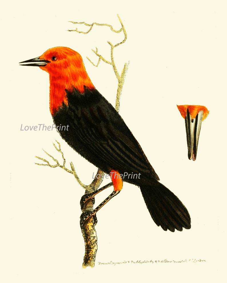 Bird Print Art NOD92 Beautiful Antique Illustration Orange | Etsy